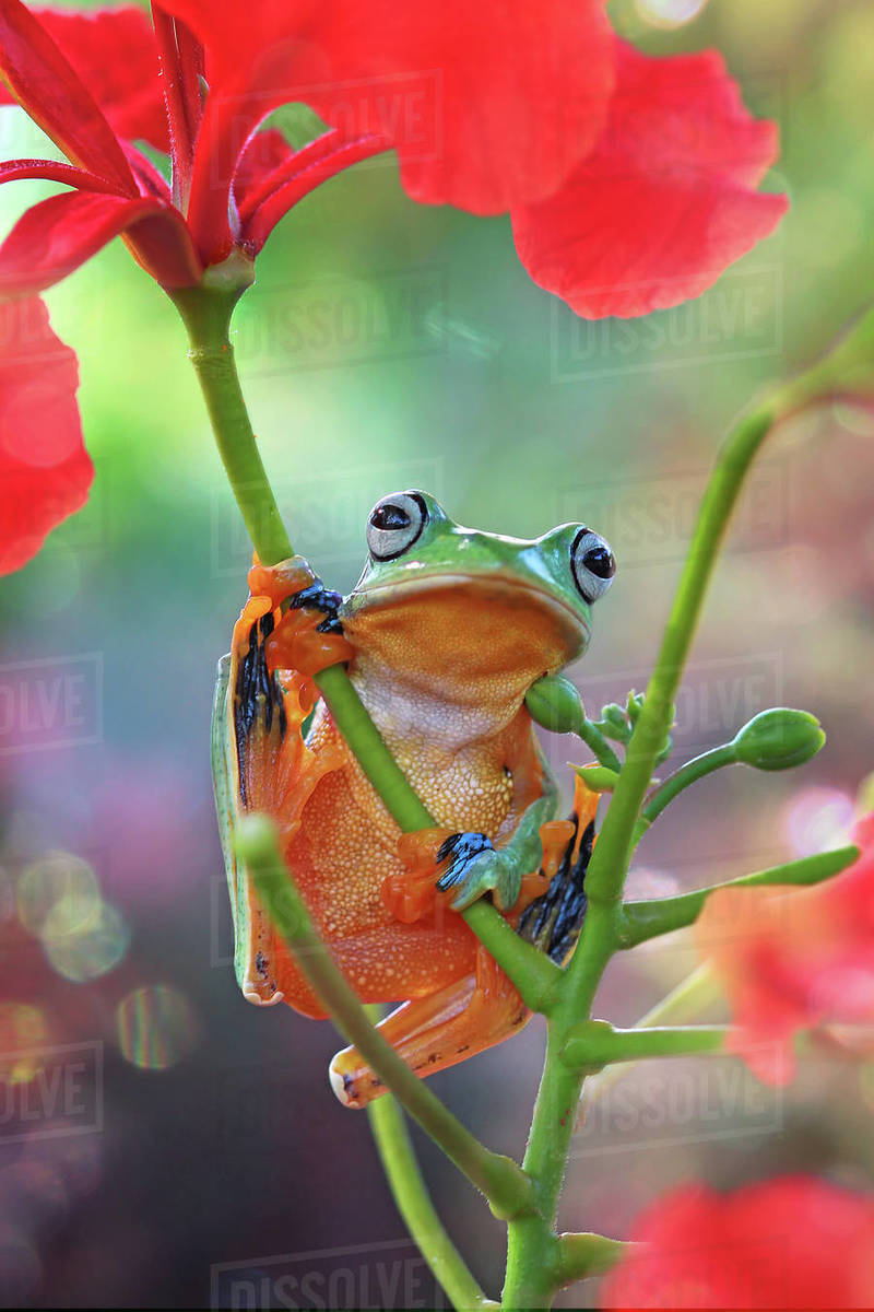 Flying frog on a flower, Indonesia - Stock Photo - Dissolve