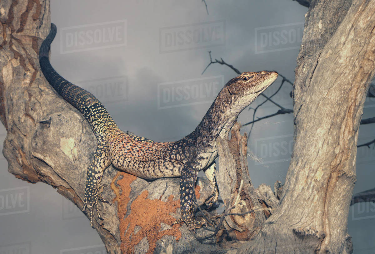 Black-headed monitor (Varanus tristis) in tree, Queensland, Australia ...