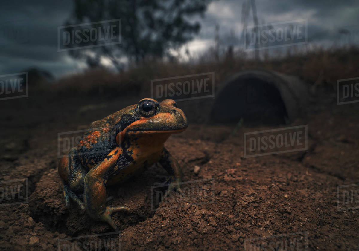 Giant Banjo Frog (Limnodynastes interioris), Yarrawonga, Hume, Victoria ...