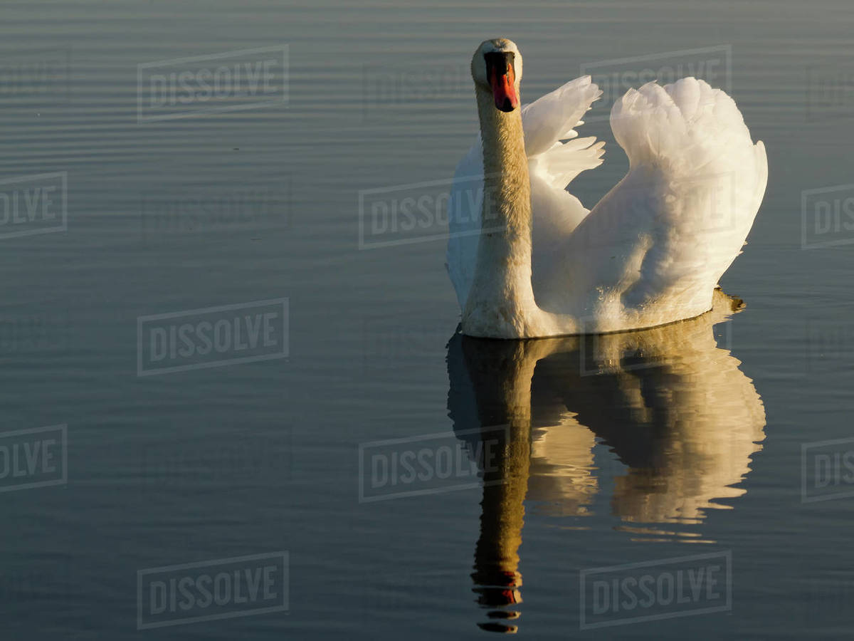 This swan swam around posing and trying to impress the female swans ...