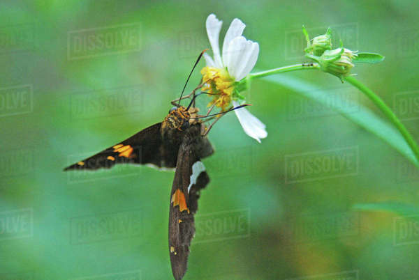 Moth on a wild daisy sipping on the nectar - Royalty-free Stock Photo ...