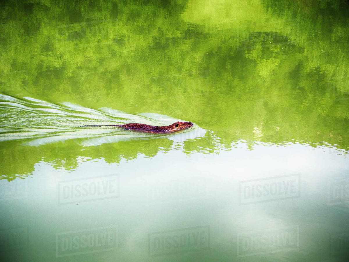 A nutria swimming in the Tiber river, Lazio, Italy - Stock Photo - Dissolve