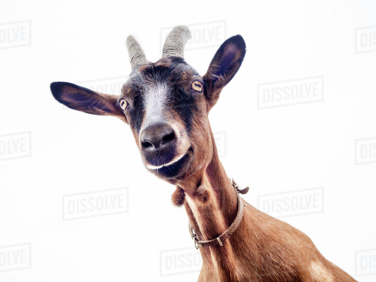 Close-up of a portrait of a goat, Poland - Royalty-free Stock Photo ...