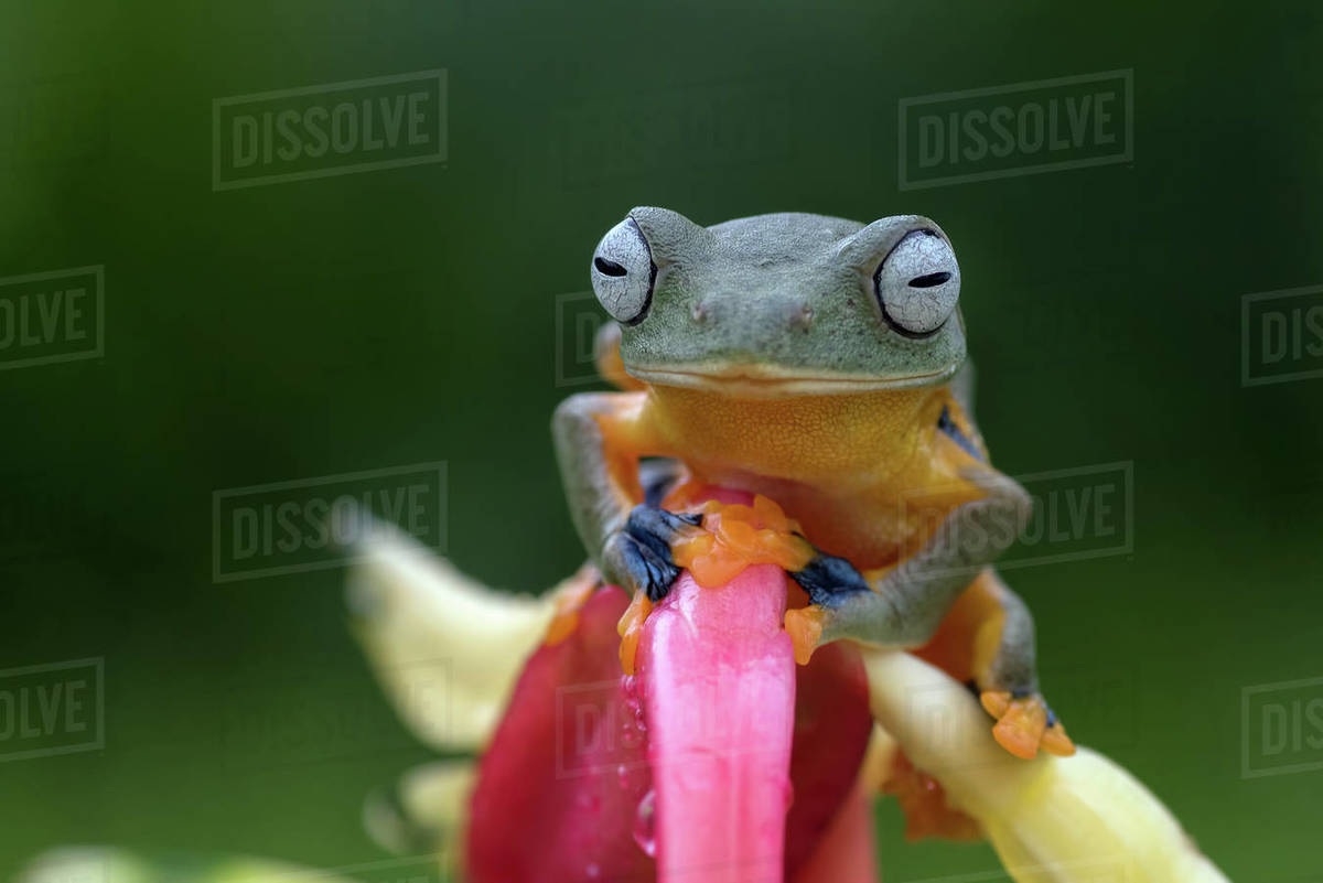 Green flying tree frog sitting on a flower, Indonesia - Royalty-free ...