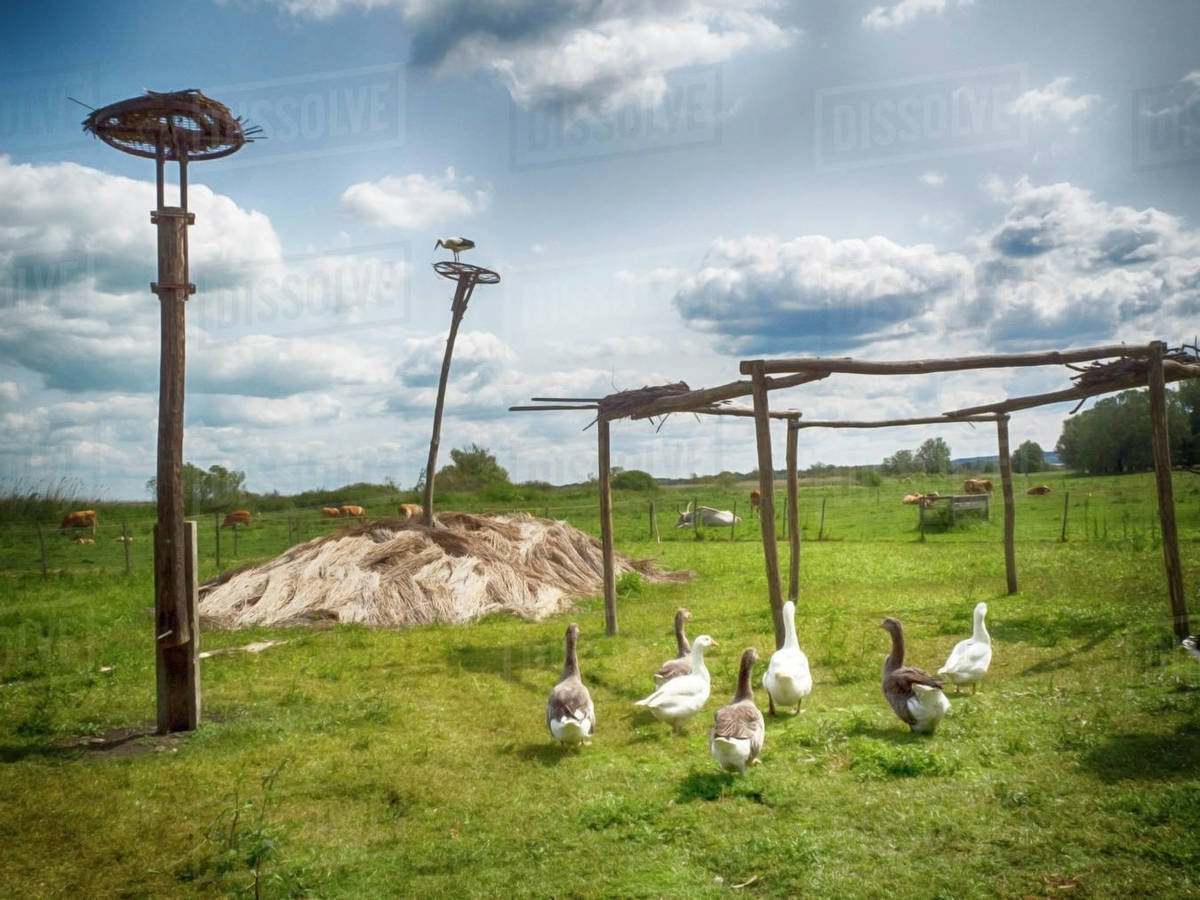 Stork in a nest, flock of geese and a herd of cattle in a field ...