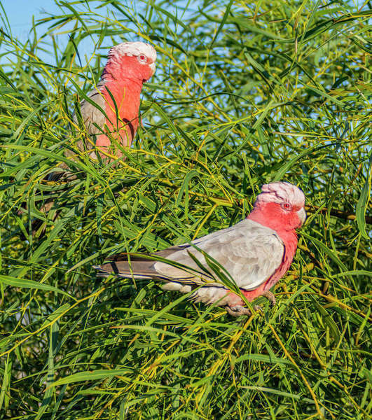 Two galah birds in a tree, Australia - Royalty-free Stock Photo | Dissolve