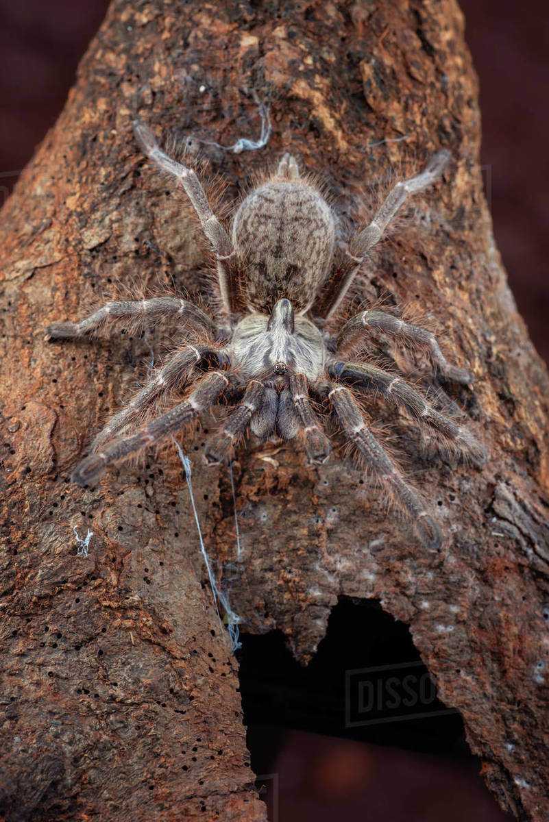 African rear-horned baboon tarantula in defensive mode, Indonesia ...
