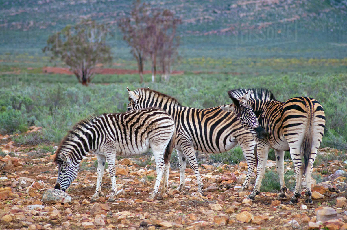 Three zebras standing in savannah, South Africa - Royalty-free Stock ...
