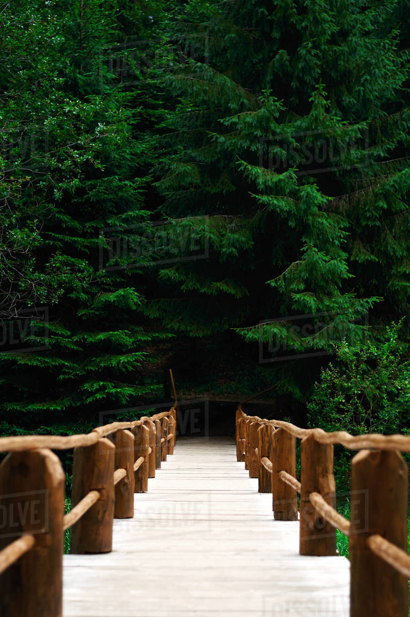 View from woodland bridge - Royalty-free Stock Photo | Dissolve