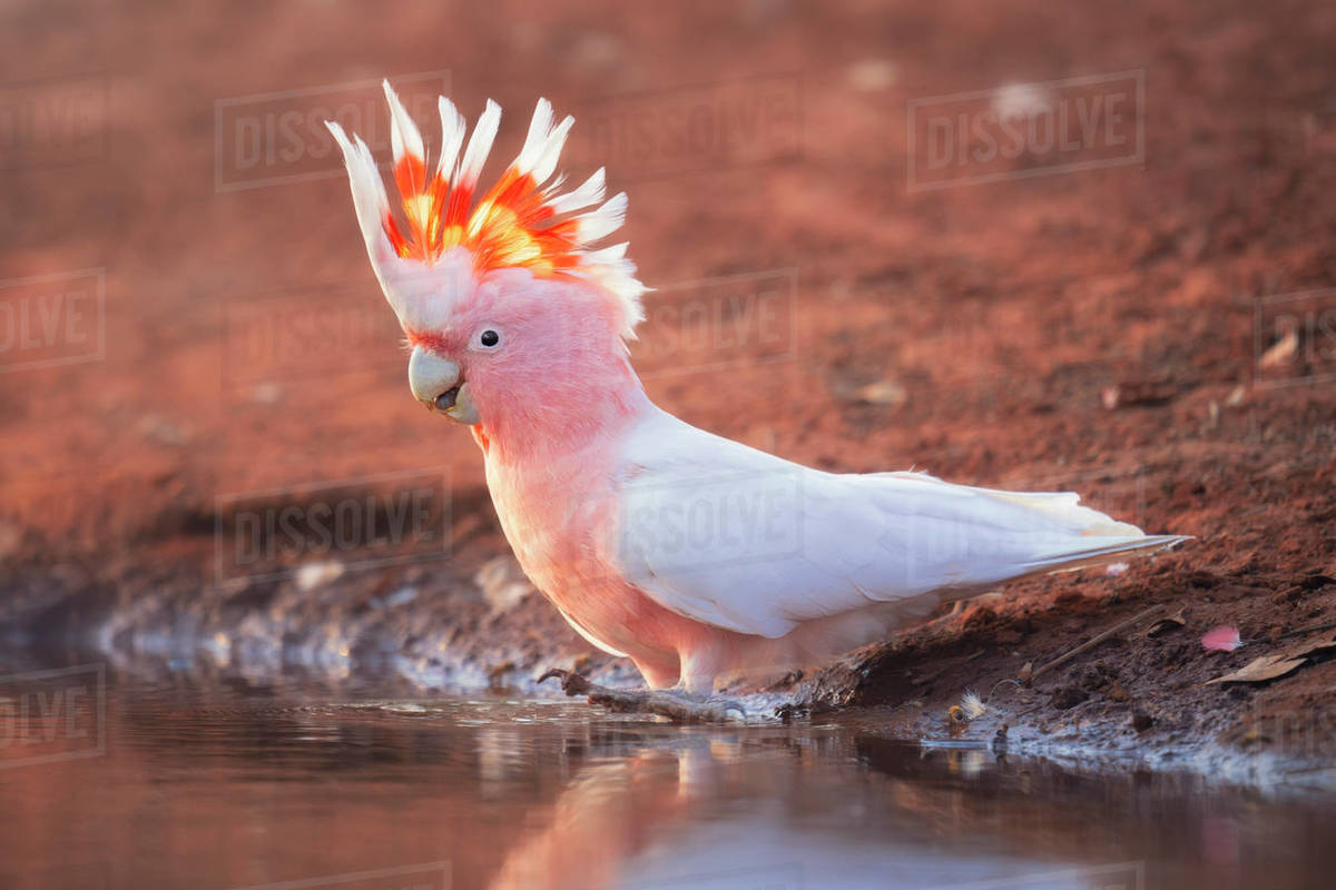 Major Mitchell's cockatoo standing at water's edge, Australia - Royalty ...