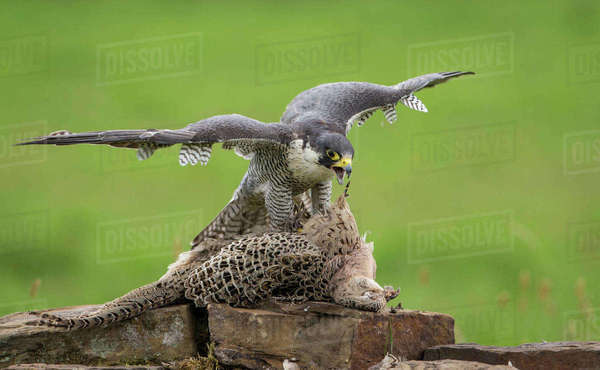 Female Peregrine falcon eating a dead bird, Indiana, USA - Royalty-free ...