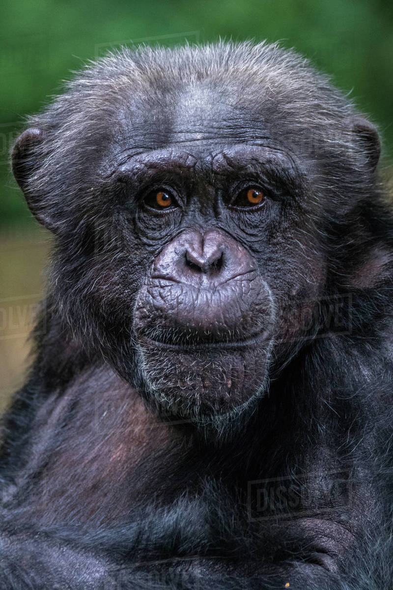 Portrait of an African chimpanzee, Indonesia - Royalty-free Stock Photo ...