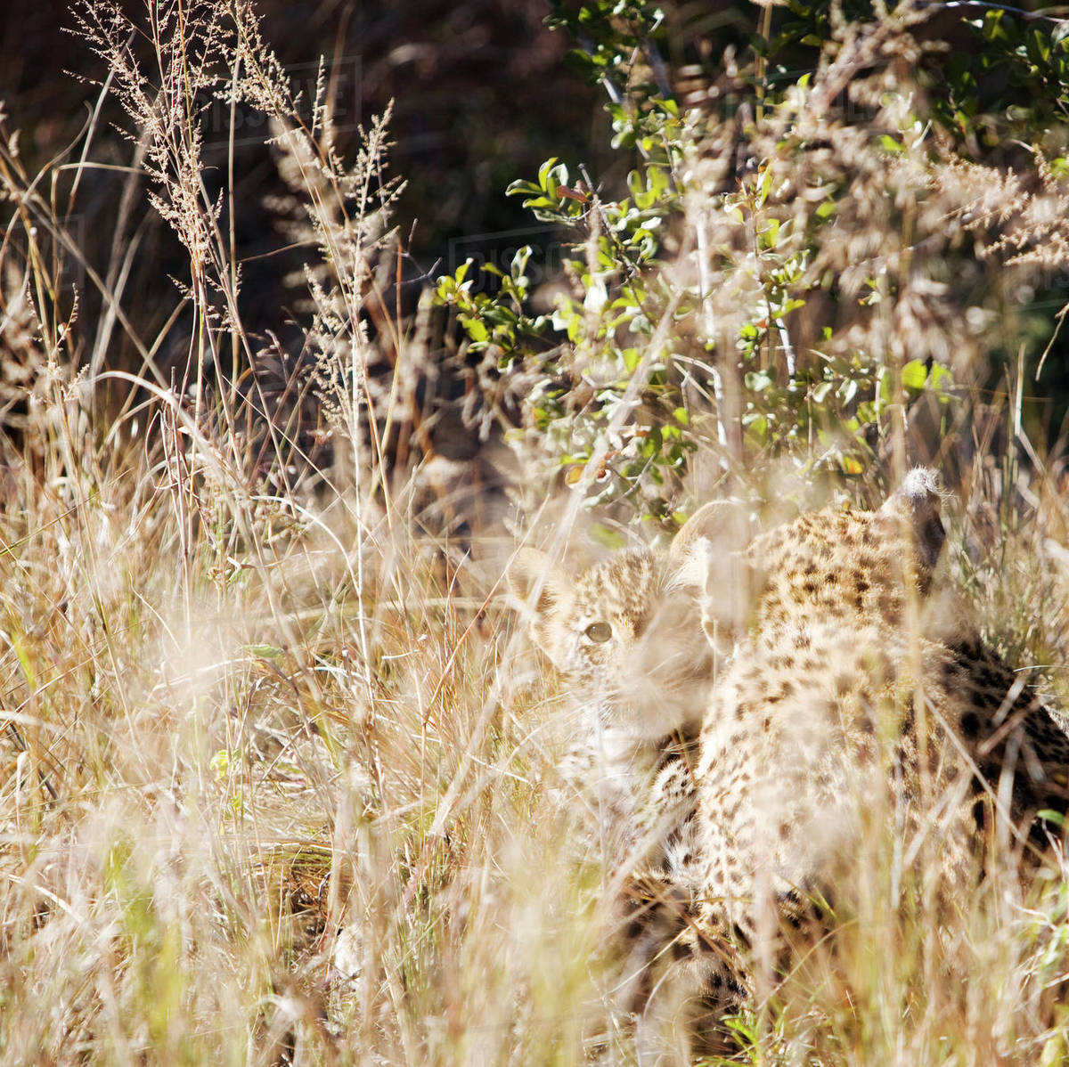 Two leopards camouflaged in the bush, South Africa - Royalty-free Stock ...