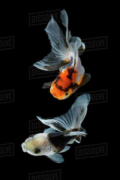 Two multi coloured goldfish - Royalty-free Stock Photo | Dissolve