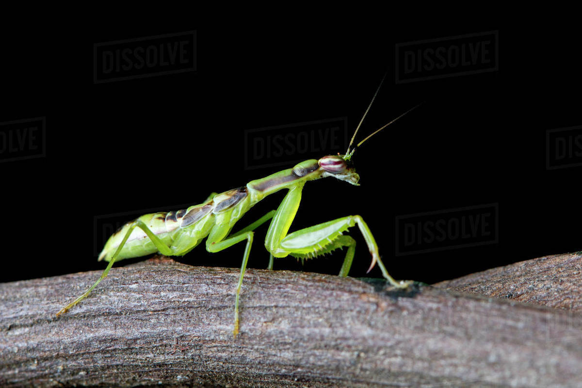 Little Asian ant mantis on branch with black background, insect close ...