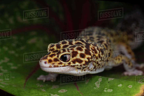 Portrait of a leopard gecko on a leaf, Indonesia - Royalty-free Stock ...