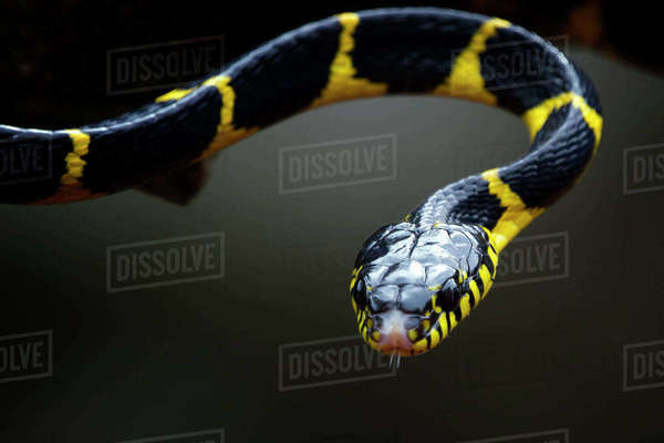 Close-up of a Boiga snake, Indonesia - Royalty-free Stock Photo | Dissolve