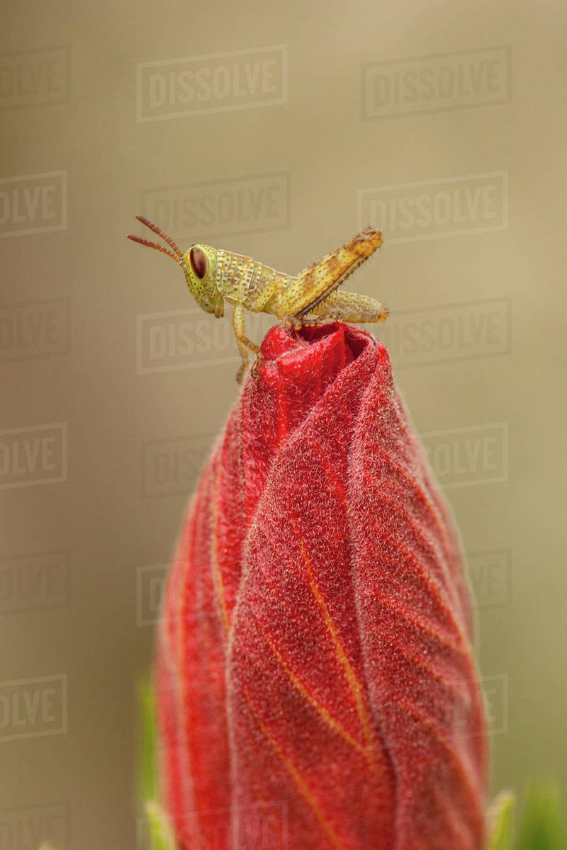 Miniature grasshopper on a flower, Indonesia - Royalty-free Stock Photo ...