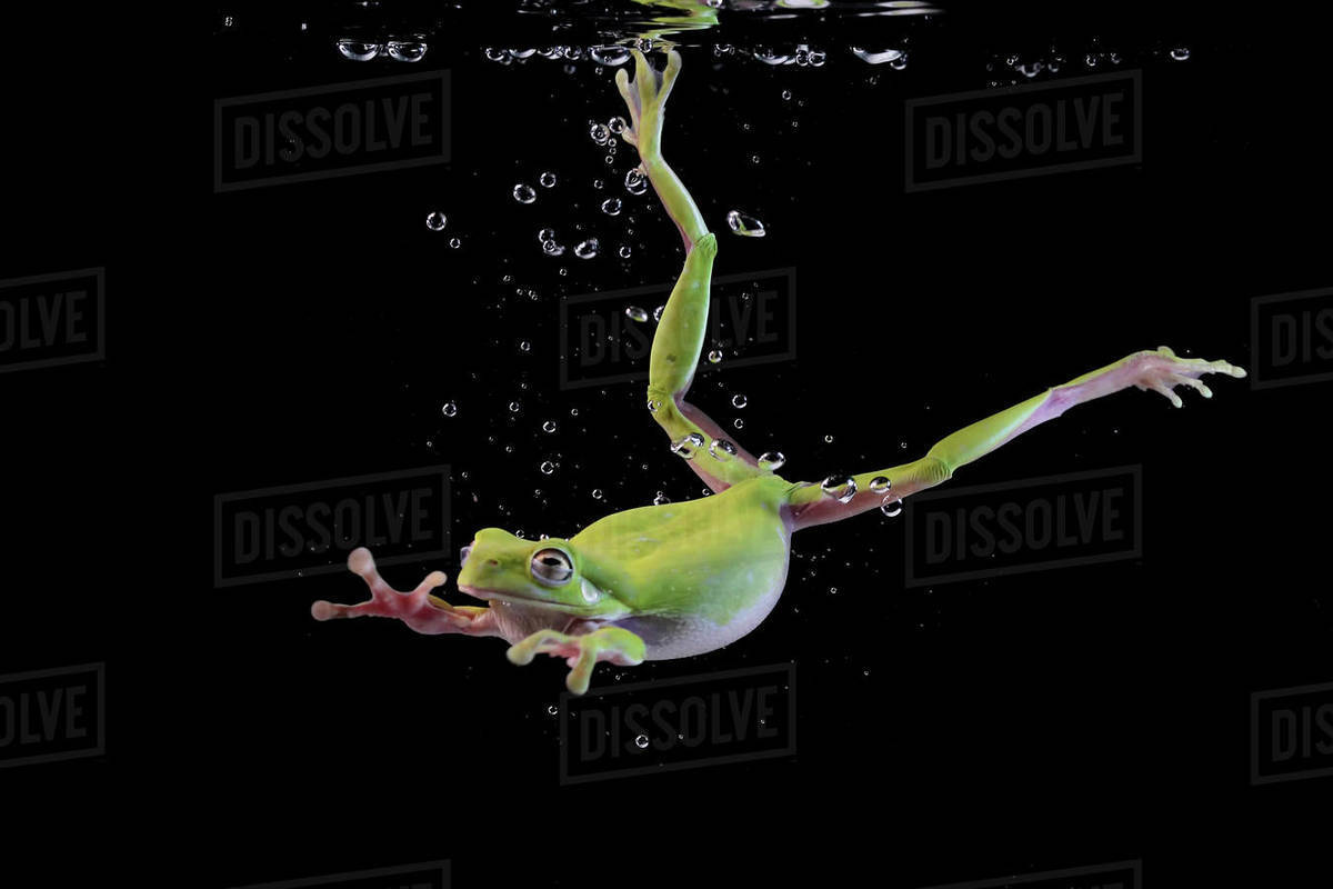 White-lipped frog swimming underwater, Indonesia - Royalty-free Stock ...