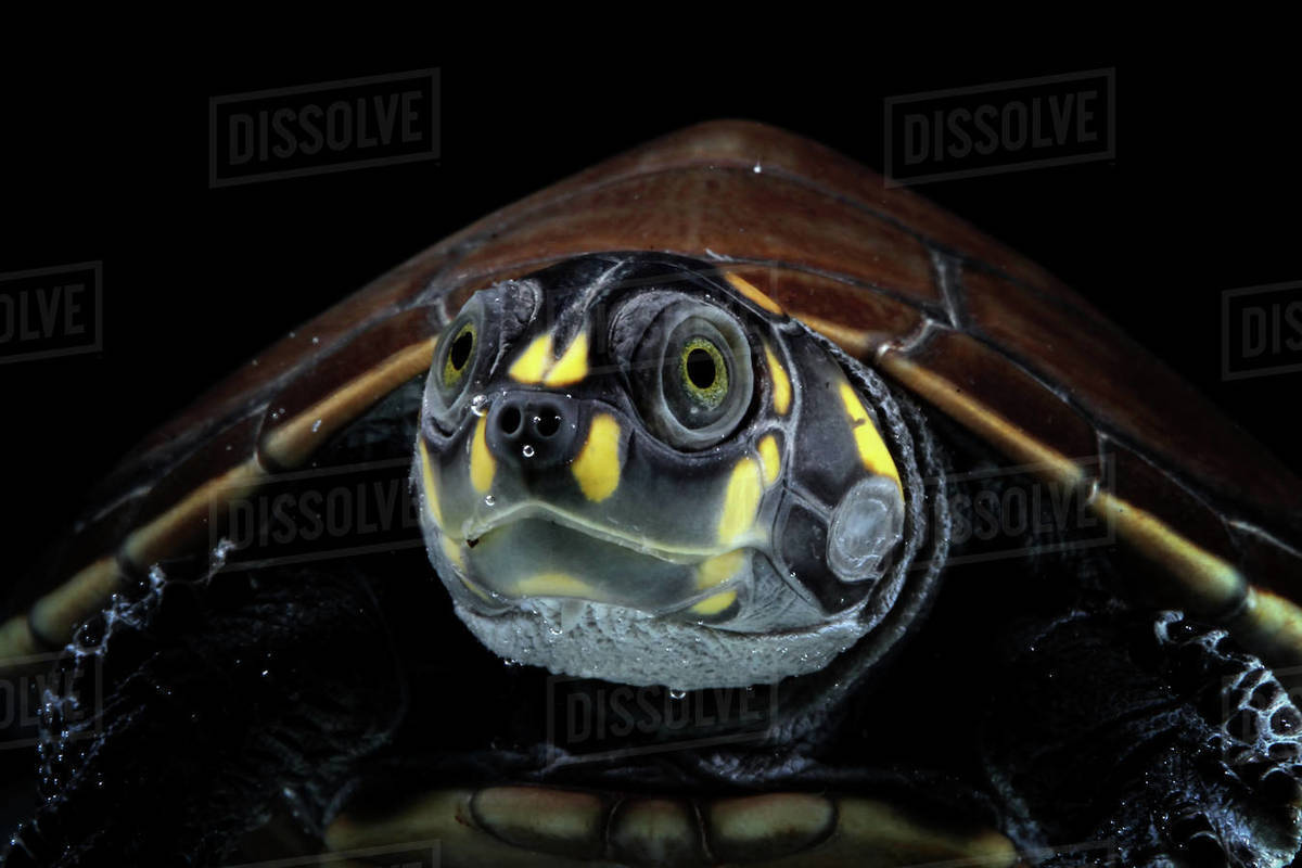 Portrait of a yellow-spotted river turtle, Indonesia - Royalty-free ...