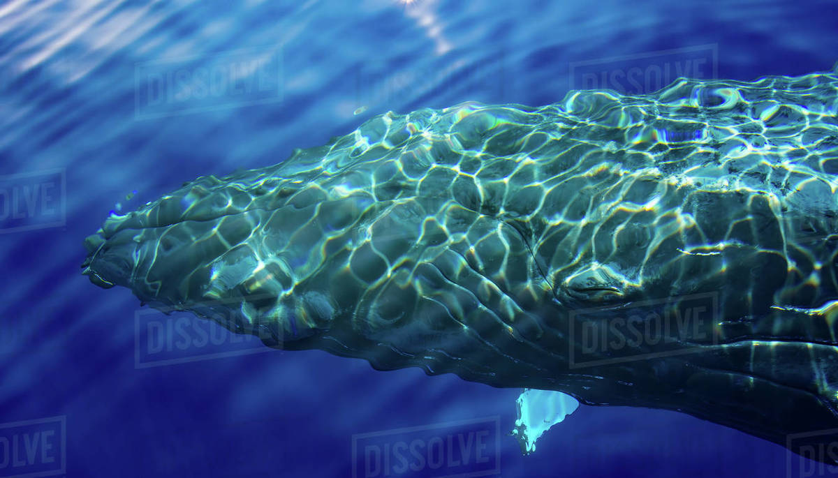 Overhead view of a Humpback Whale swimming in ocean, Maui, Hawaii, USA ...