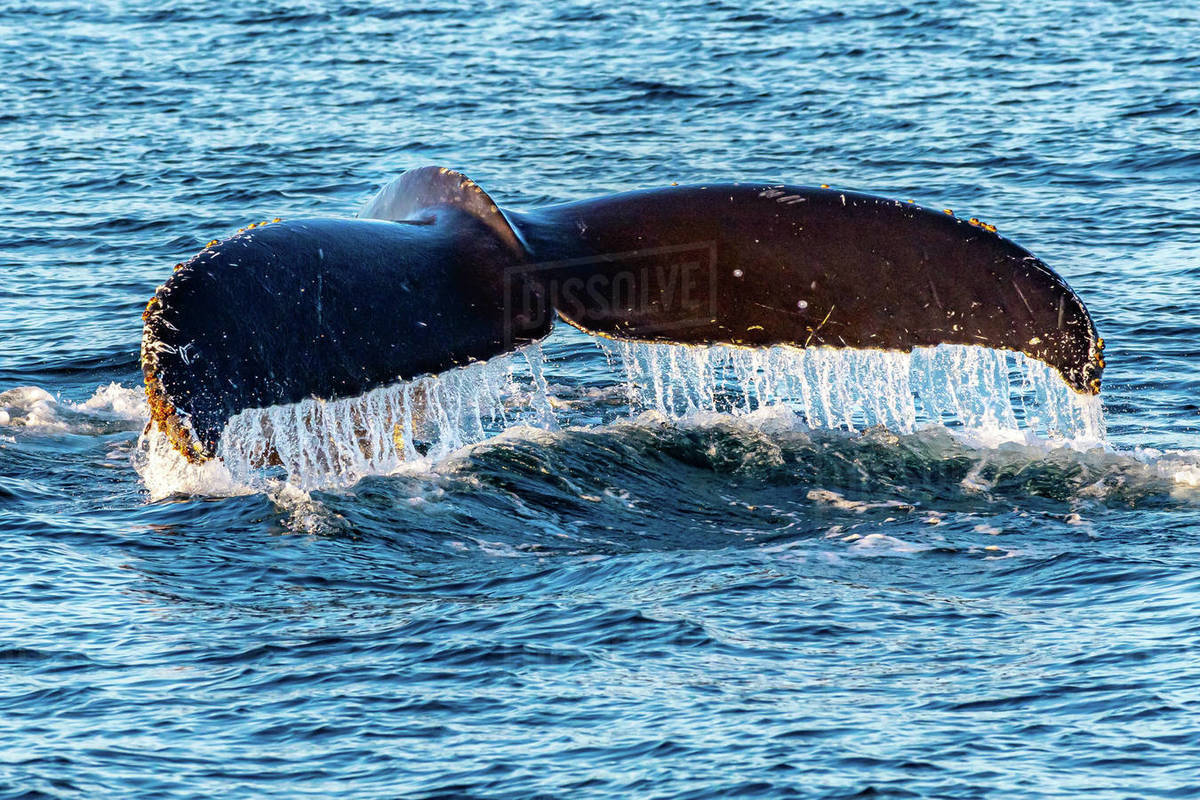 Close-up of a humpback whale tail fluke in ocean, Alaska, USA - Royalty ...