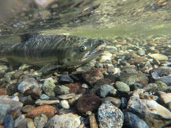 Close-up of a salmon swimming upstream, Langford, British Columbia ...