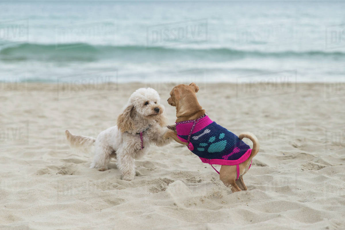Two dogs playing on the beach, Bulgaria - Royalty-free Stock Photo ...