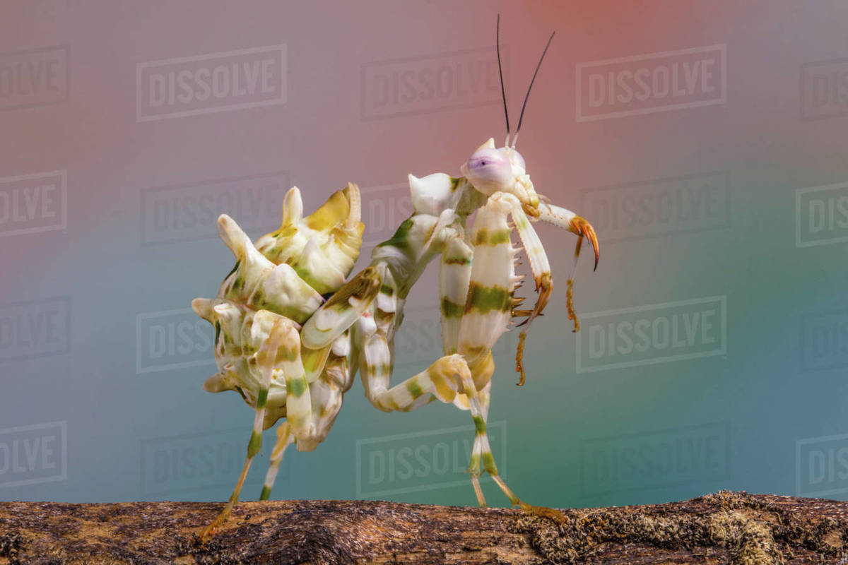 Spiny flower mantis on a branch, Indonesia - Stock Photo - Dissolve