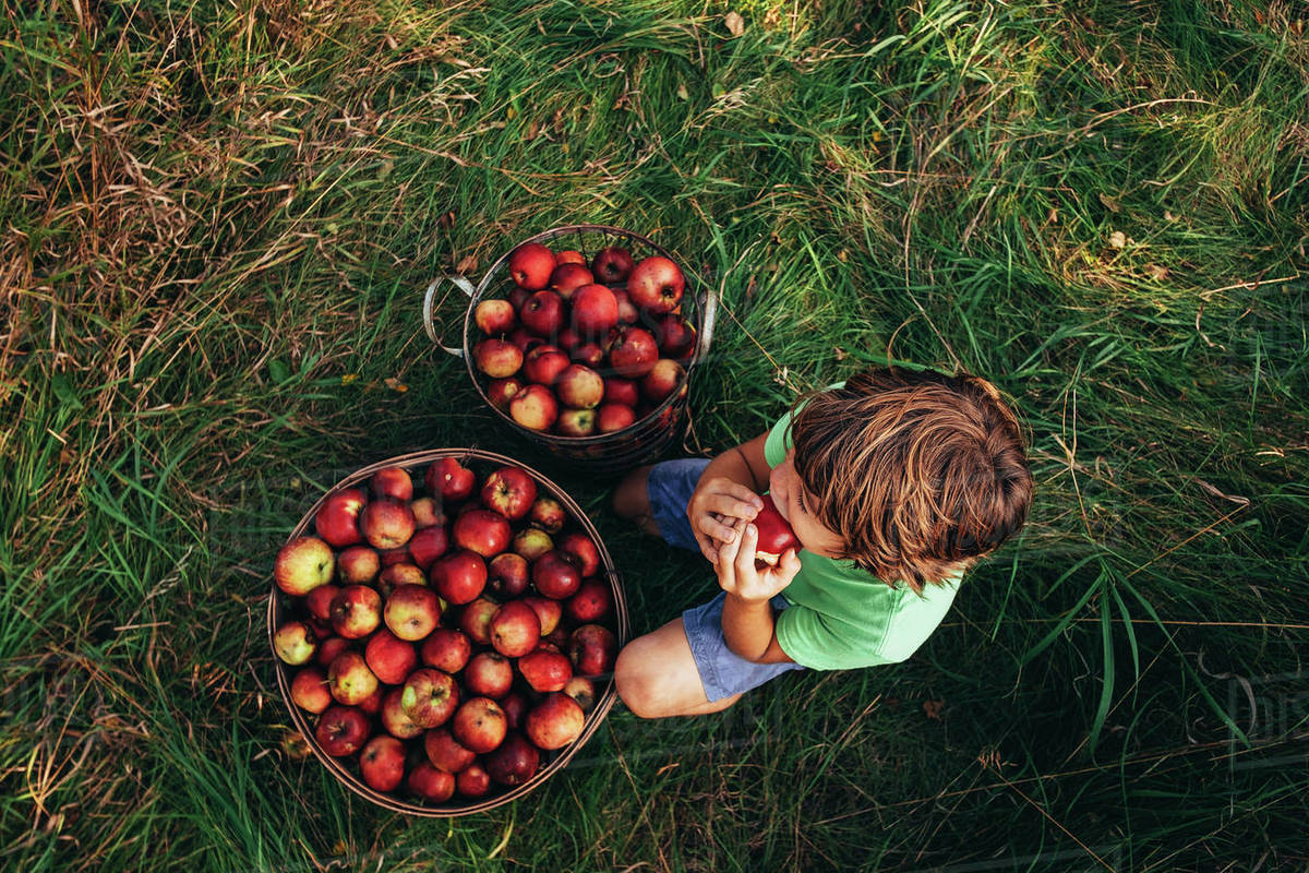 Overhead view of a Boy sitting in an orchard eating an apple, USA ...