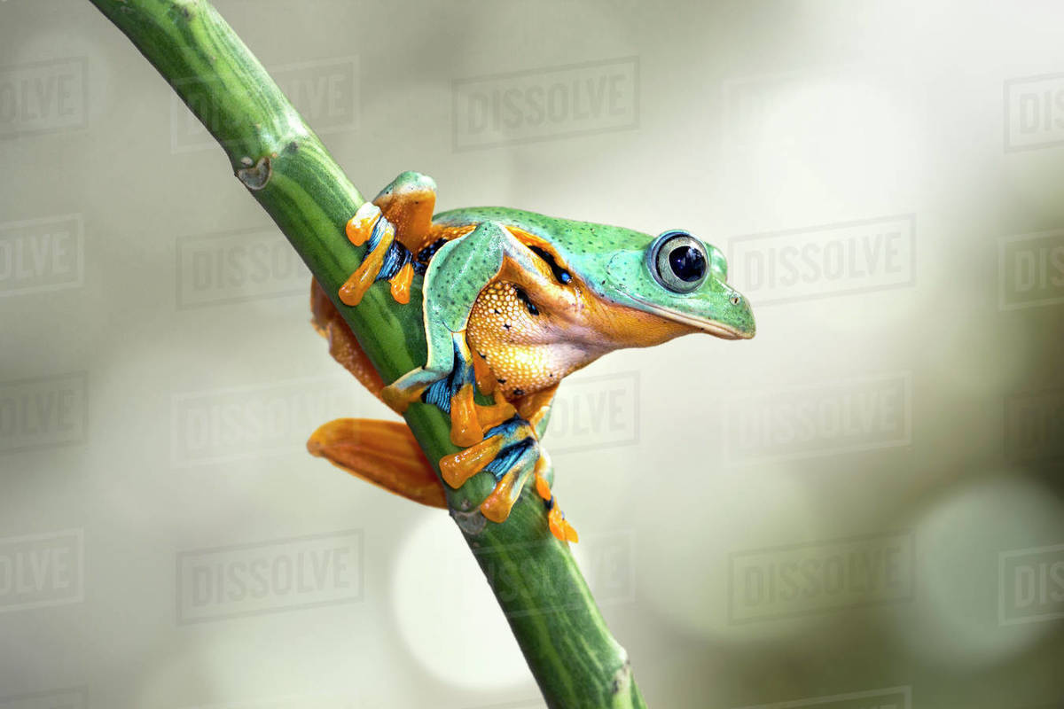 Javan tree frog on a plant, Indonesia - Royalty-free Stock Photo | Dissolve