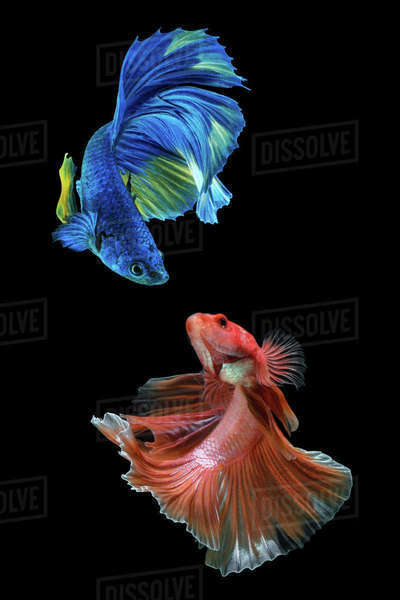 Two betta fish looking at each other - Stock Photo - Dissolve
