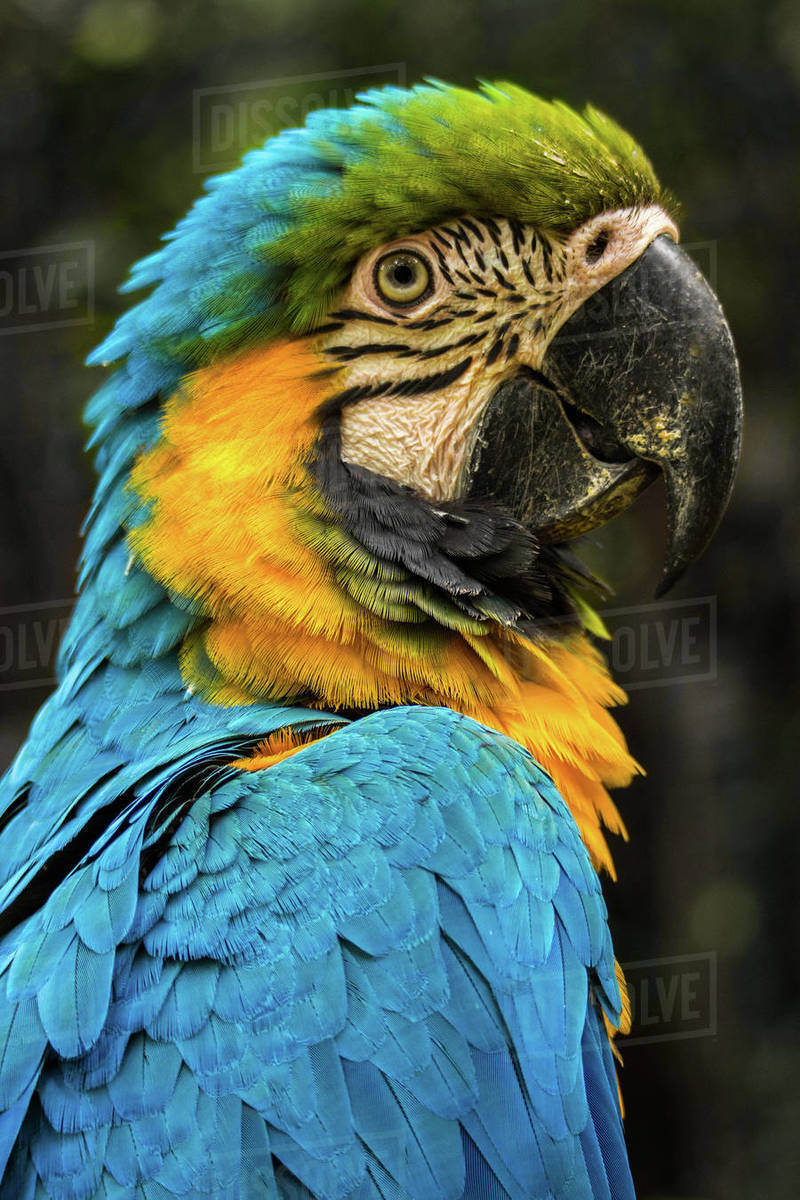 Close-up portrait of a macaw, Indonesia - Royalty-free Stock Photo ...