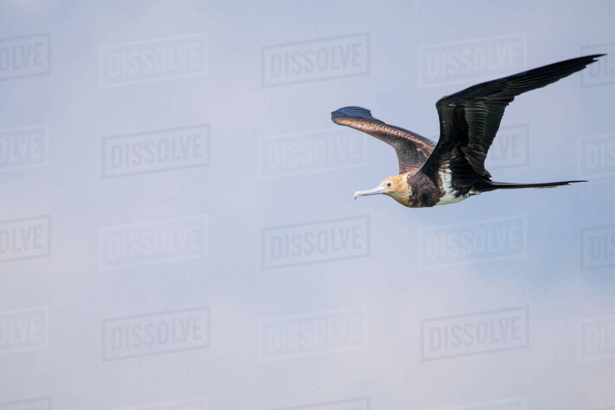 Frigatebird in flight, Indonesia - Stock Photo - Dissolve