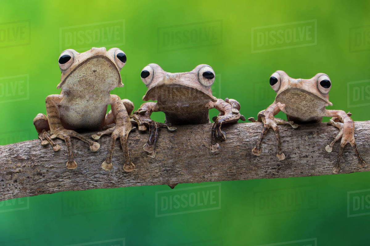 Three frogs on a branch, Indonesia - Stock Photo - Dissolve