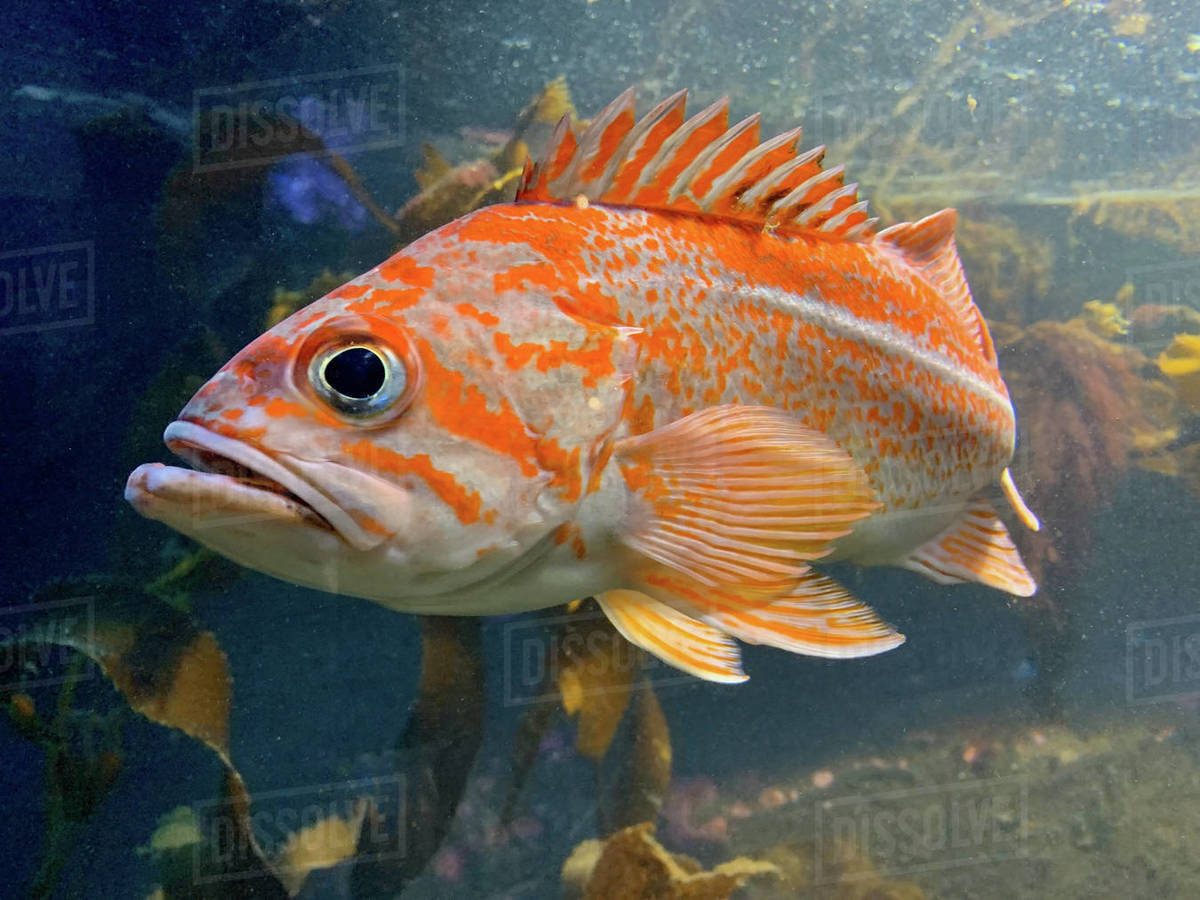 Close-up of a Rock Cod Swimming underwater, Canada - Royalty-free Stock ...
