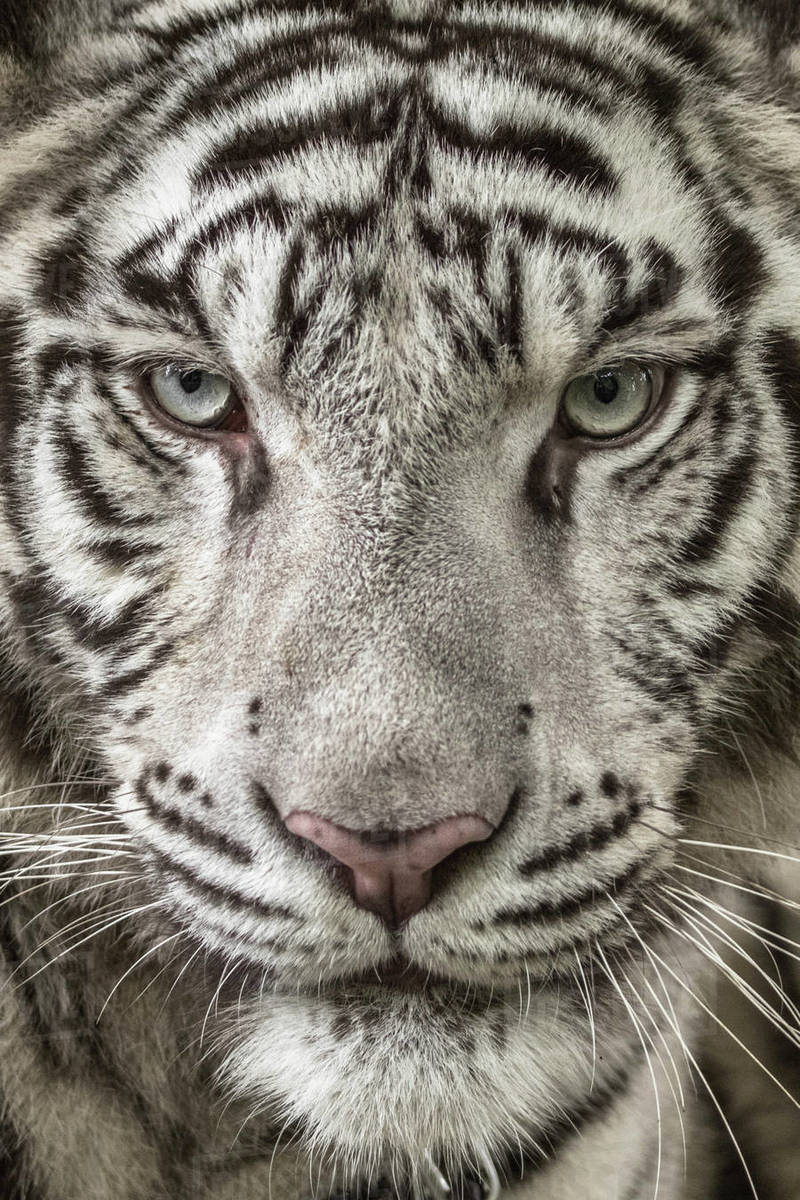 Close-up of an albino Sumatran tiger, Indonesia - Royalty-free Stock ...