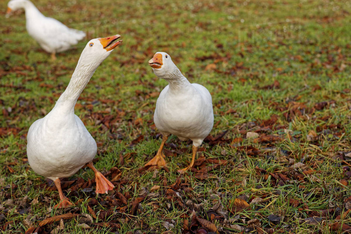 Angry Geese standing in a field hissing, Lower Saxony, Germany ...