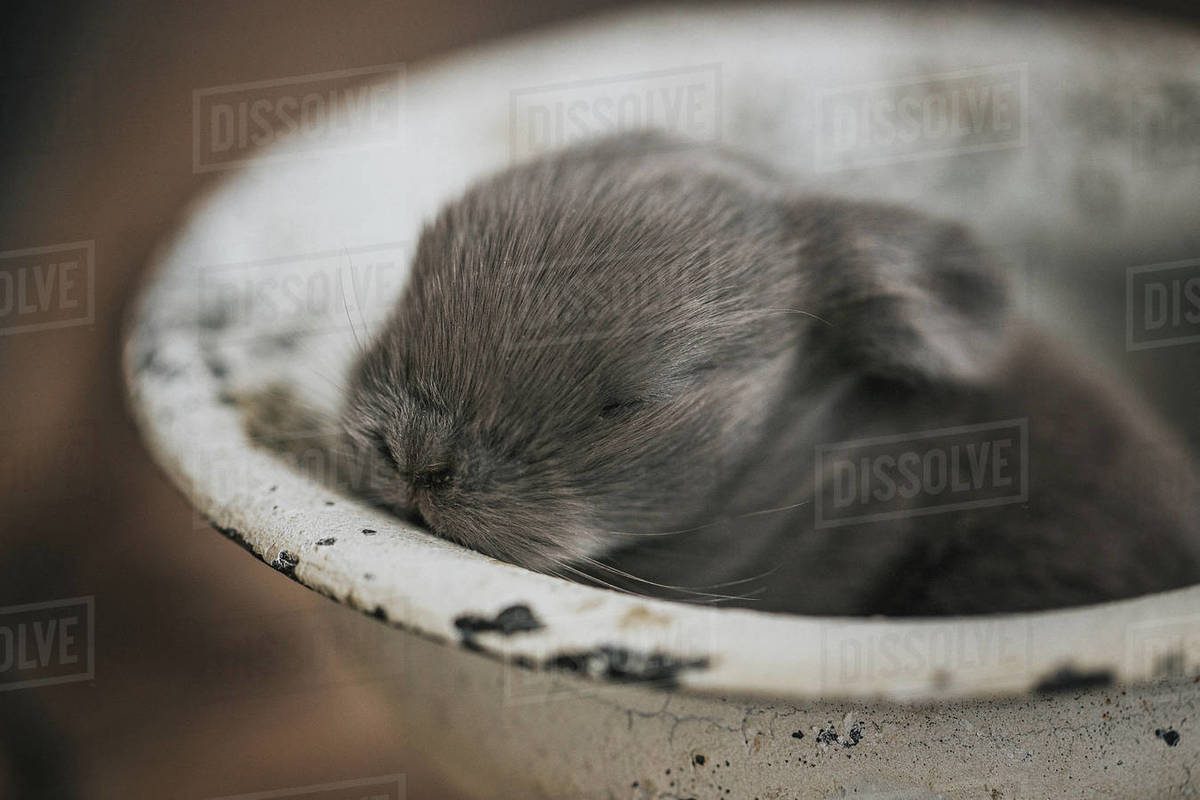 Baby rabbit sitting in a bowl - Stock Photo - Dissolve