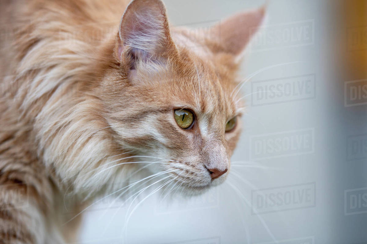 Portrait of a ginger Maine coon cat - Royalty-free Stock Photo | Dissolve