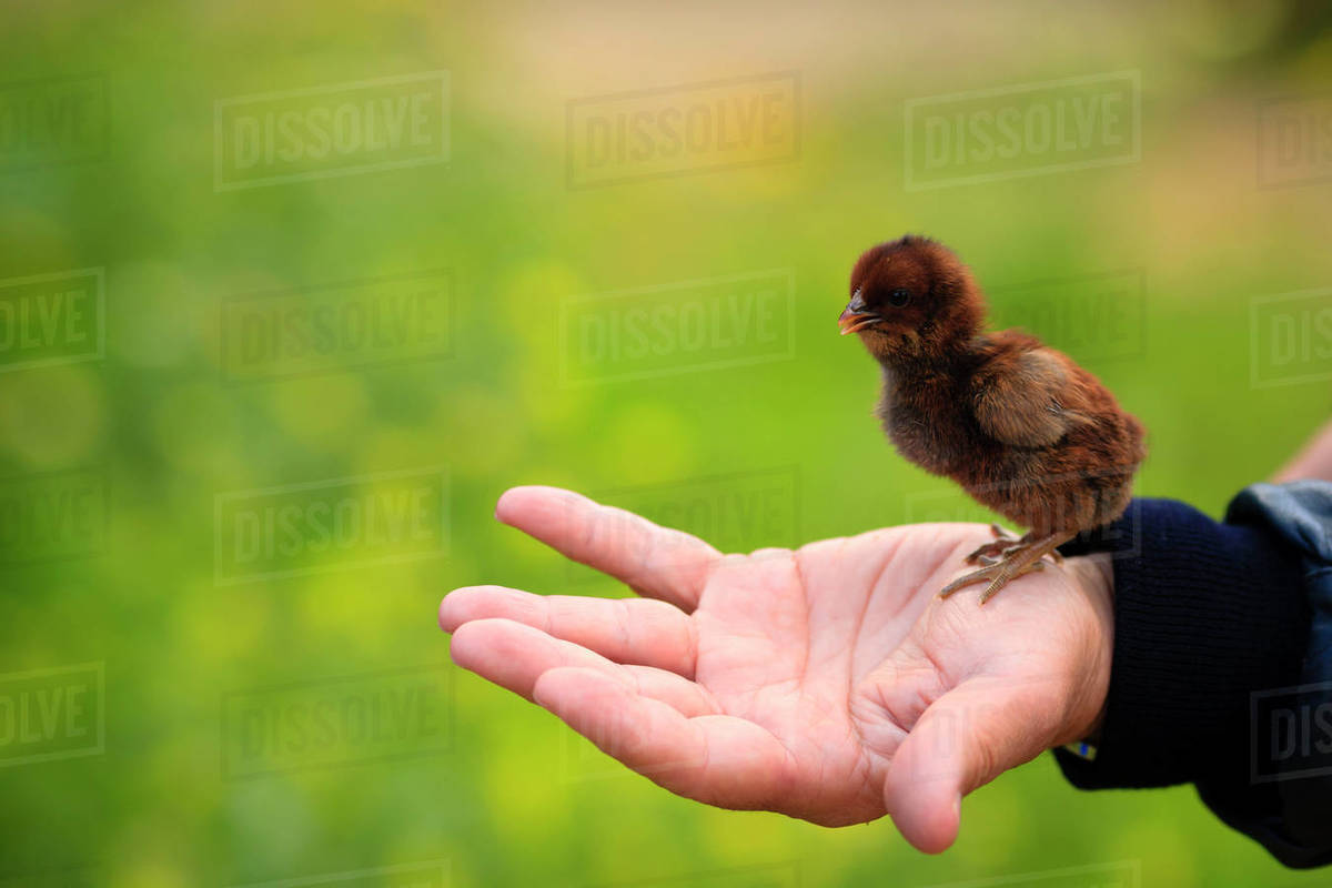 Person holding chick - Royalty-free Stock Photo | Dissolve