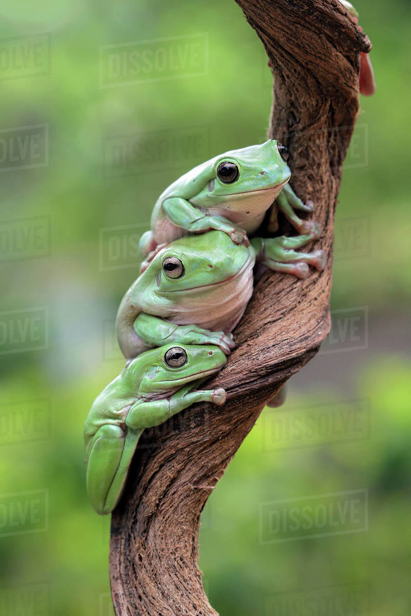 Three white's tree frogs on a yellow flower bud - Royalty-free Stock ...