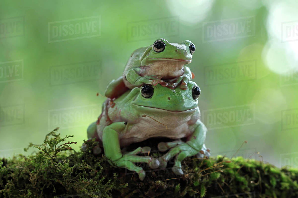 Two white's tree frogs sitting on moss, Indonesia - Royalty-free Stock ...