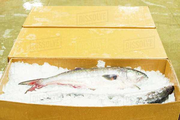 Close-up of boxes of frozen fish at a fish market, Hunts Point, The ...
