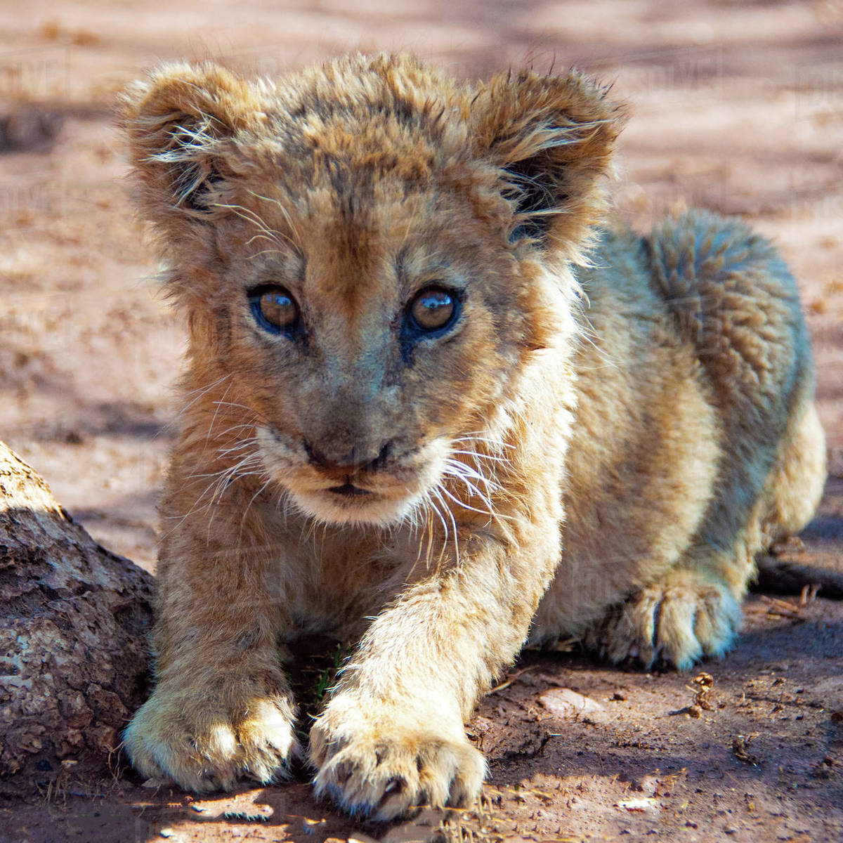 Portrait of a lion cub, South Africa - Royalty-free Stock Photo | Dissolve
