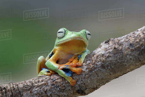 Wallace Flying Frog on a branch, Kalimantan, Borneo, Indonesia ...