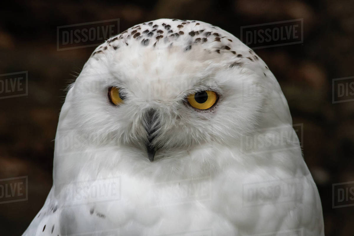 Portrait of a Snowy Owl, Quebec, Canada - Stock Photo - Dissolve