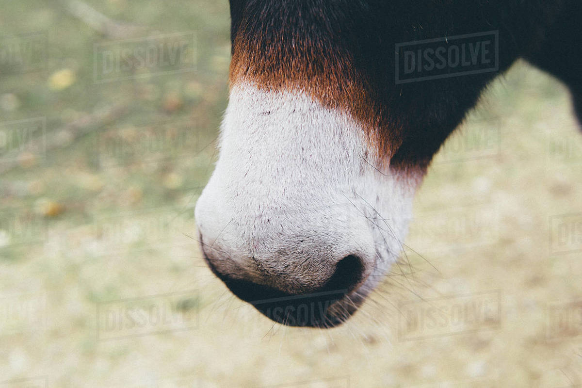 Close-up of a donkey muzzle - Royalty-free Stock Photo | Dissolve