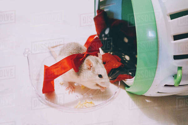 Pet rat wearing a bow eating popcorn - Royalty-free Stock Photo | Dissolve