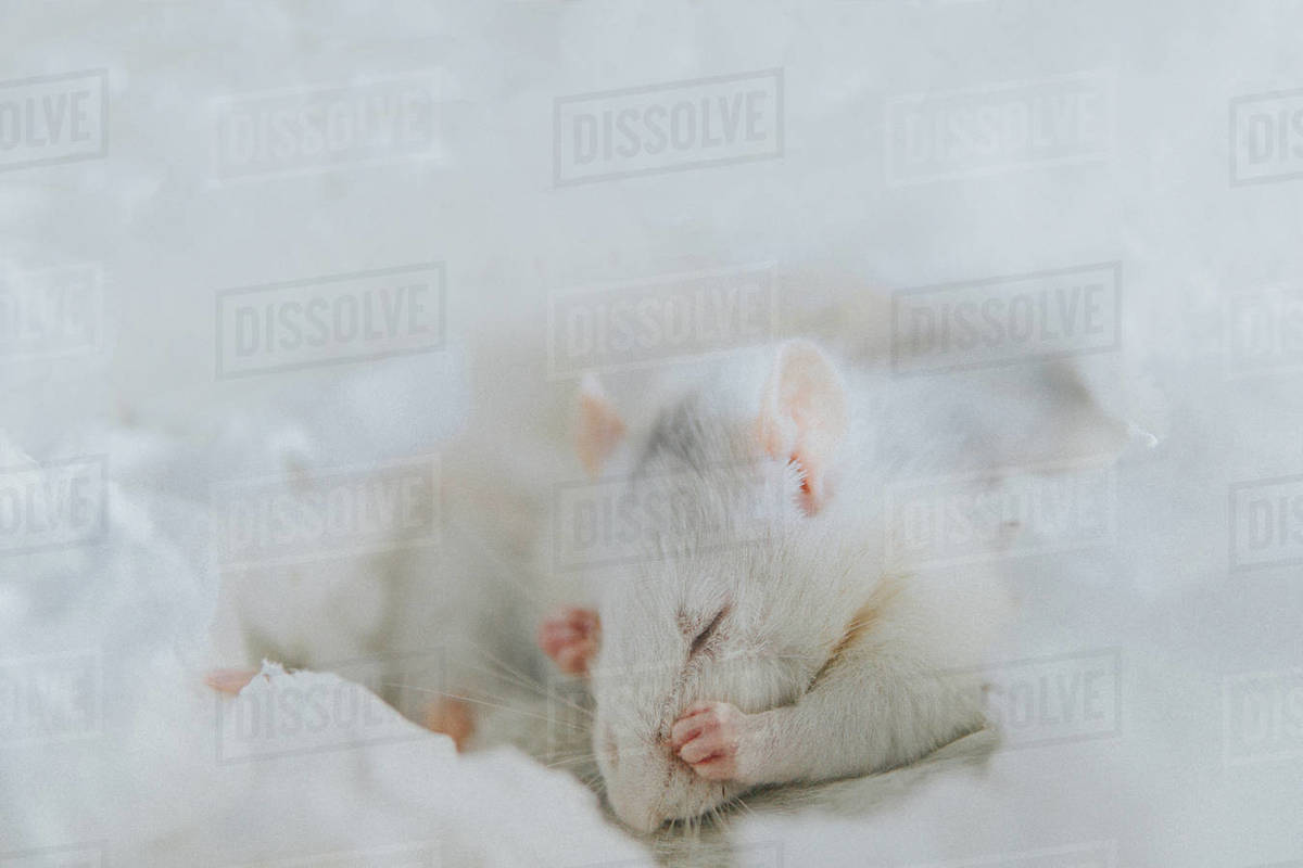 Portrait of a tired rat - Royalty-free Stock Photo | Dissolve